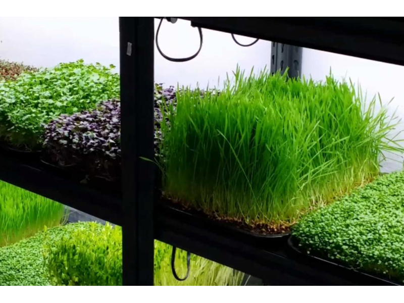 Afacerile cu microplante, profituri din agricultura de sufragerie